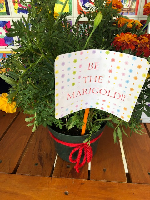 Atwood embraces the Marigold Effect – RSU 18 Messenger